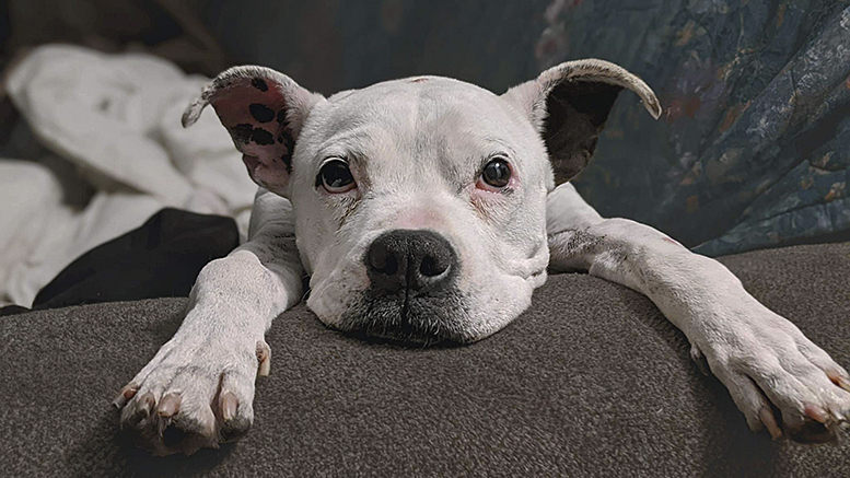 ARF Celebrates 25th Year As a Safe Place for Animals — Muncie Journal